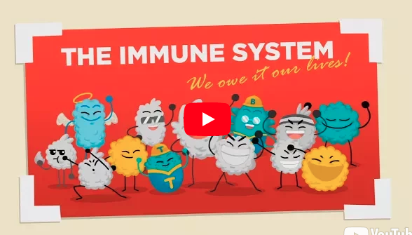 How does the Immune System Work? (Enrichment)